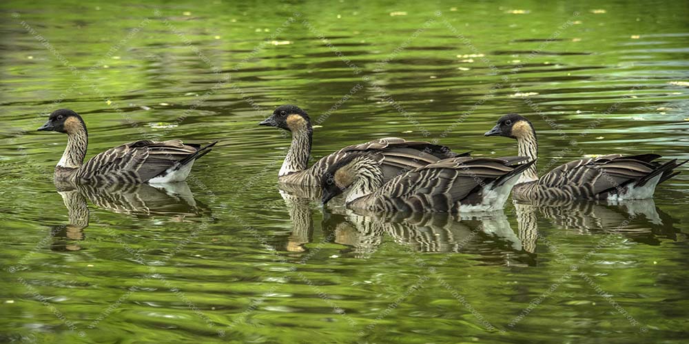 Hey Nene – In the Ocean Gallery